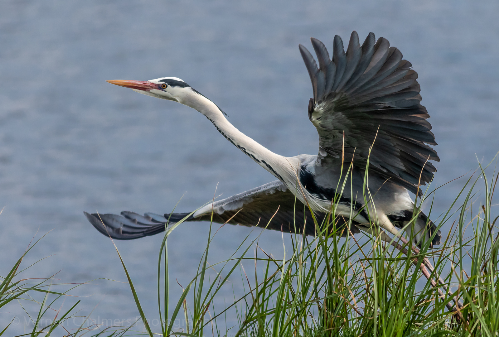 Gray Heron