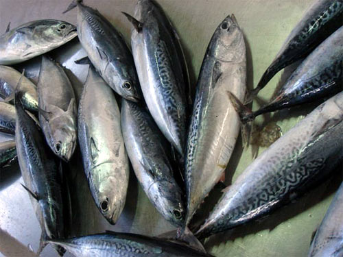 masKpan : ¿QUE ES LA MELVA "CANUTERA"?