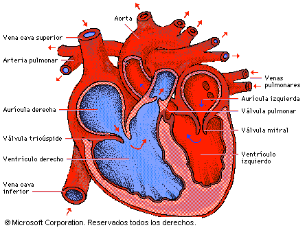 SIFILIS: el corazón humano