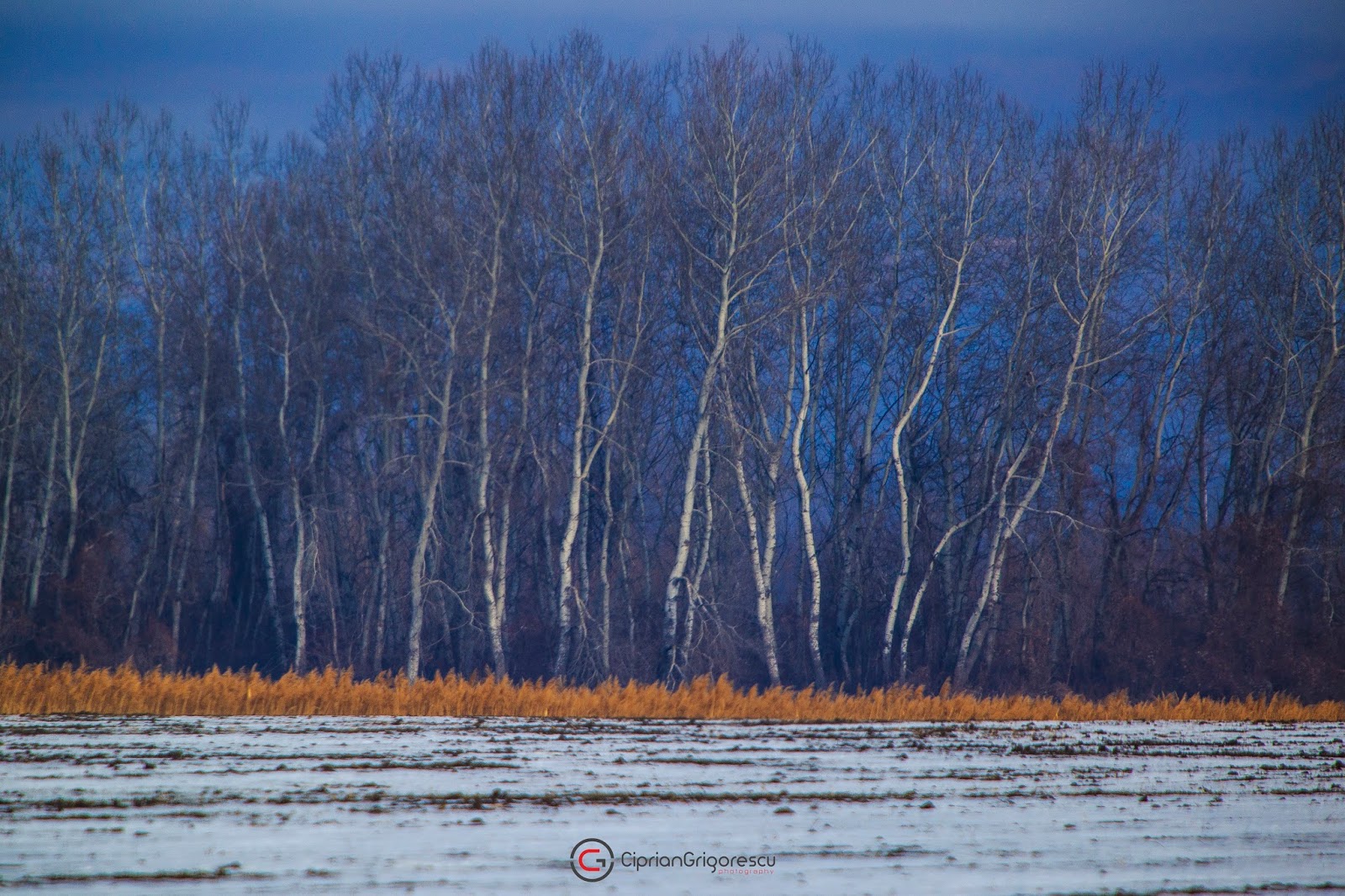 Ciprian Grigorescu - Photography: peisaj cu plopi...