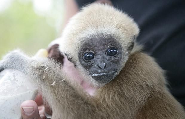 Gibbon | Wildlife | The Wildlife