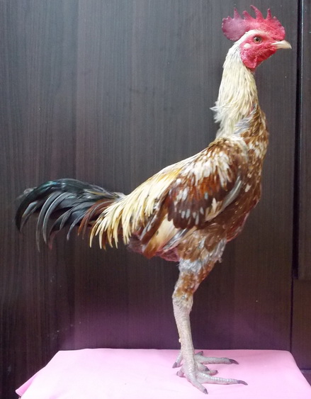 Ayam Bangkok Anda Berapa ukurnya Lihat Posting Berikut - Wirausaha ...