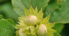 Medicinal Plants in India: Hazelnut production in india