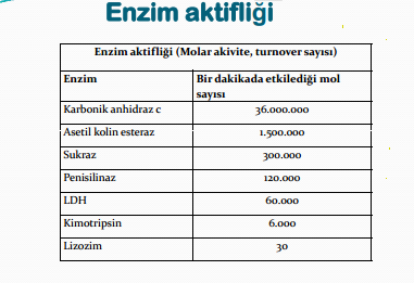 Evren Bilgisi: Enzim nedir