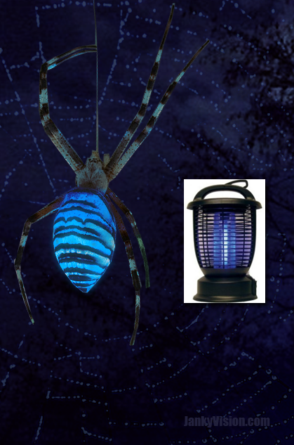 "Bug Zapper" spider attracts prey with bio-luminescence ~ JankyVision