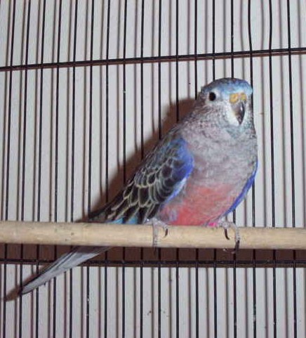 The Splendid Bourke Bird Blog: Breeding One Pair of Bourkes, A Question