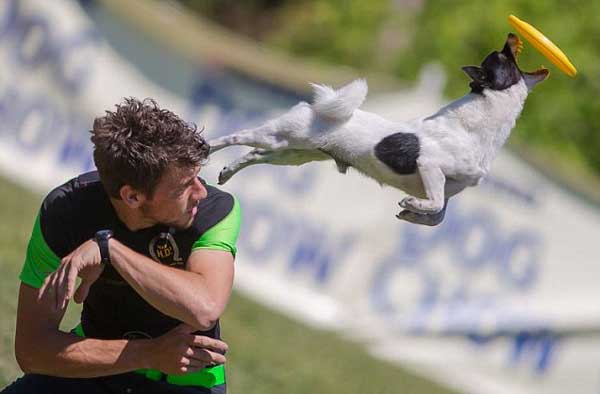 Nothing To Do With Arbroath: Dogs compete in frisbee championships