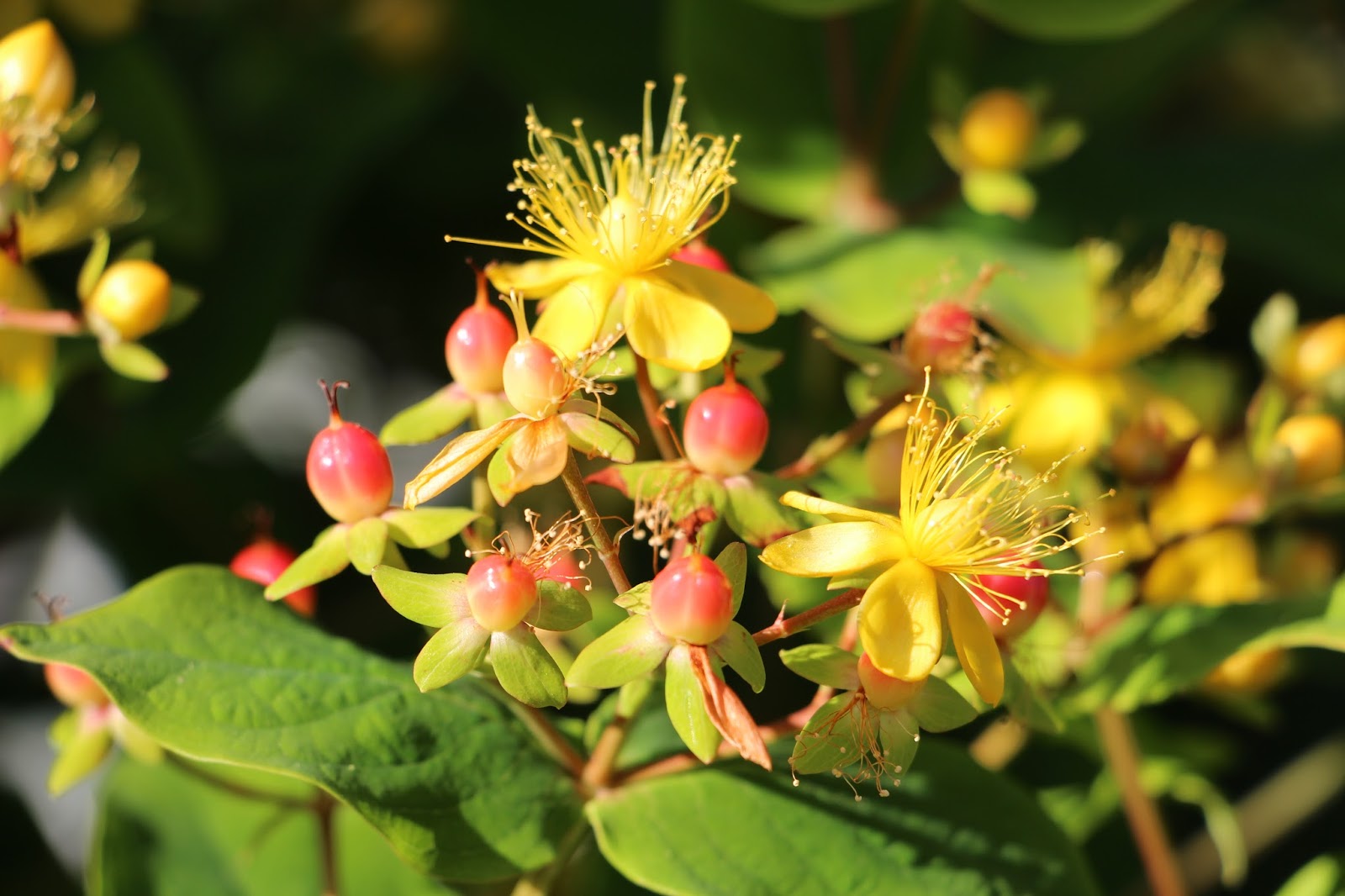 Fishtail Cottage Garden 6/15/15