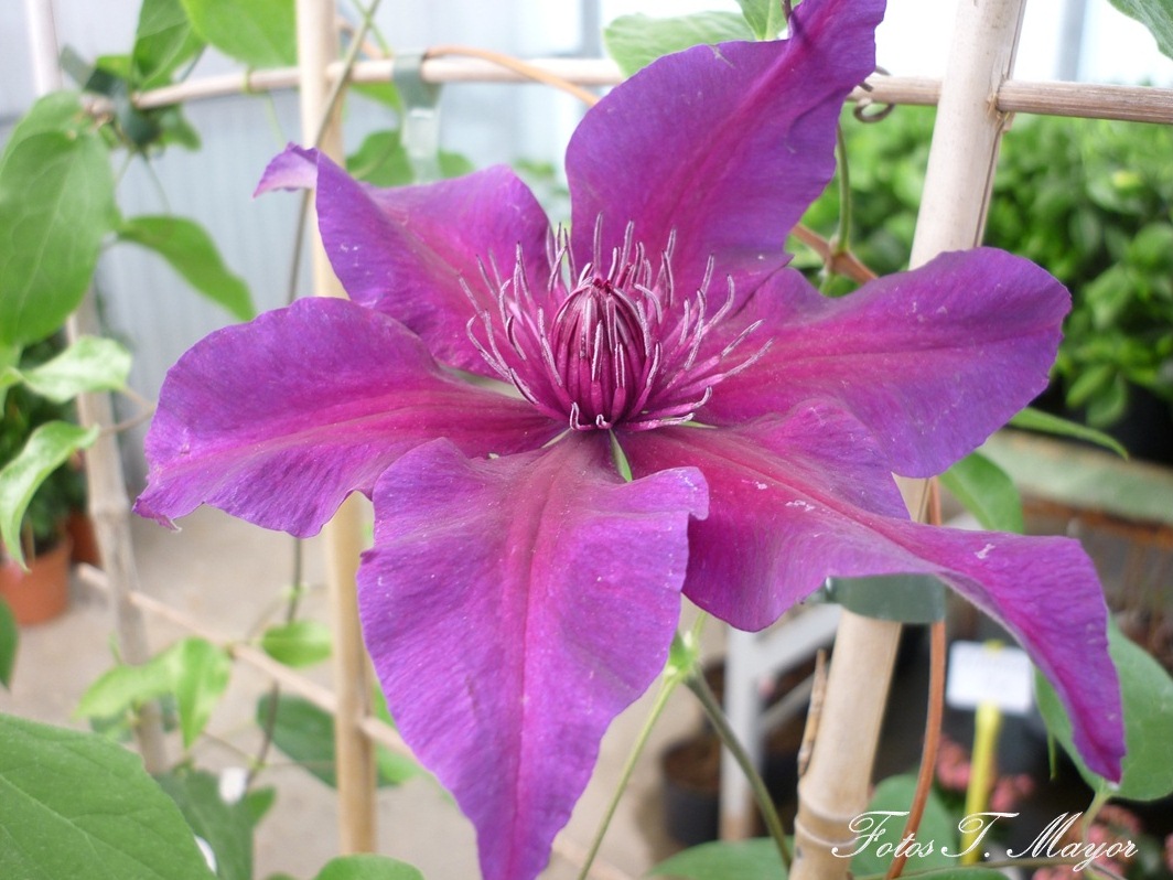 Flores y plantas silvestres: " Clematis spp ". Clemátide.