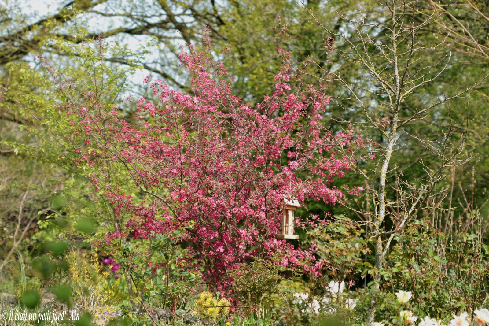 IL ETAIT UN PETIT JARD'AIN ...: FOCUS PRUNUS MALUS TRESORUS ...
