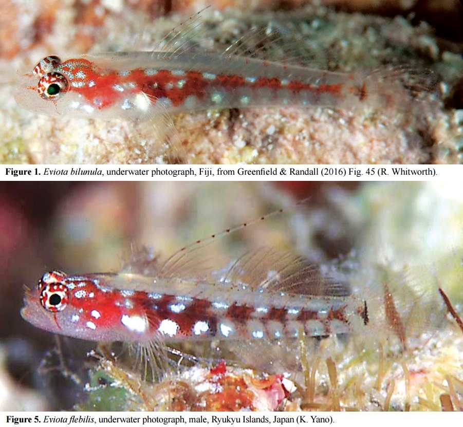 Eviota Gobies