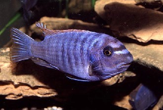 Introducción al mundo de los peces cíclidos - Acuaria