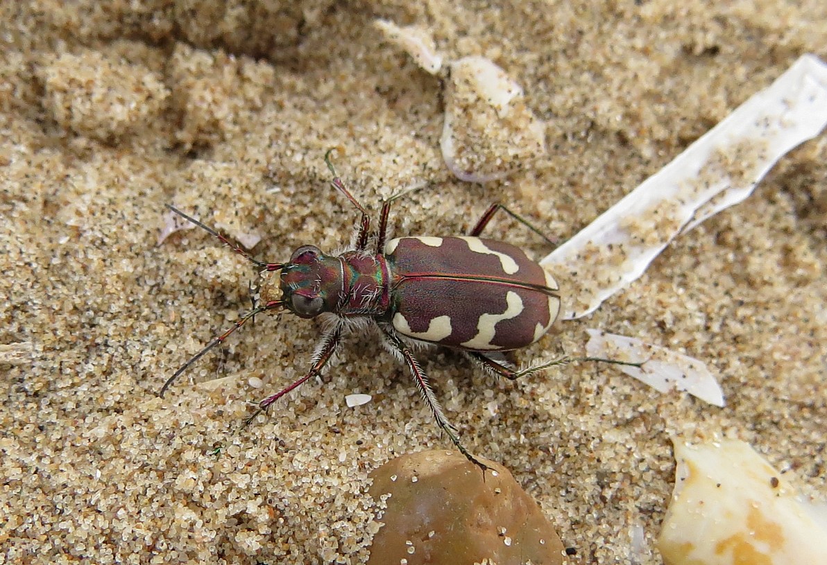 Wildwings and Wanderings: East Anglia: Wildflowers and Insects
