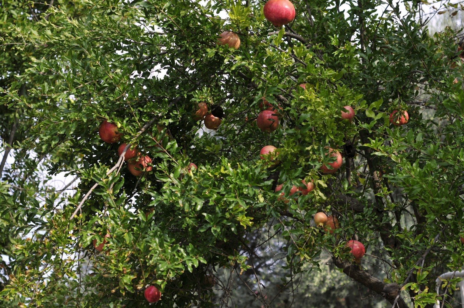 Η ΙΣΤΟΣΕΛΙΔΑ ΤΩΝ ΑΓΙΩΝ ΑΠΟΣΤΟΛΩΝ: ΧΕΙΜΩΝΙΑΤΙΚΑ ΛΟΥΛΟΥΔΙΑ ΚΑΙ ΦΩΤΟΓΡΑΦΙΕΣ