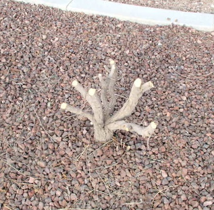 Xtremehorticulture of the Desert: Pruning Texas Ranger Different From ...