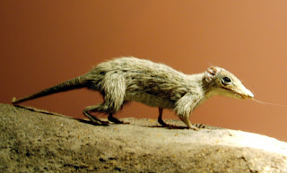 Fauna Prehistorica: MEGAZOSTRODON