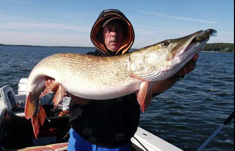 International Fishing News: GERMANY: huge pike landed
