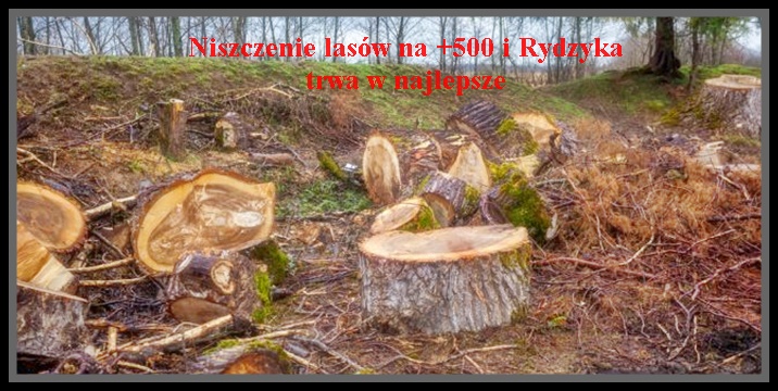 Beszamel i spółka bez ograniczeń: Tukotuko z pozostałych krajów Ameryki ...