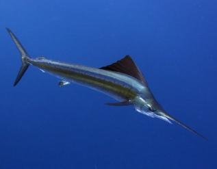 Descrizione: Pesce Spada • Scuolissima.com