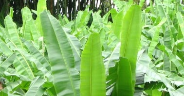 Prácticas de precosecha, cosecha y poscosecha del Bananito o Banano ...