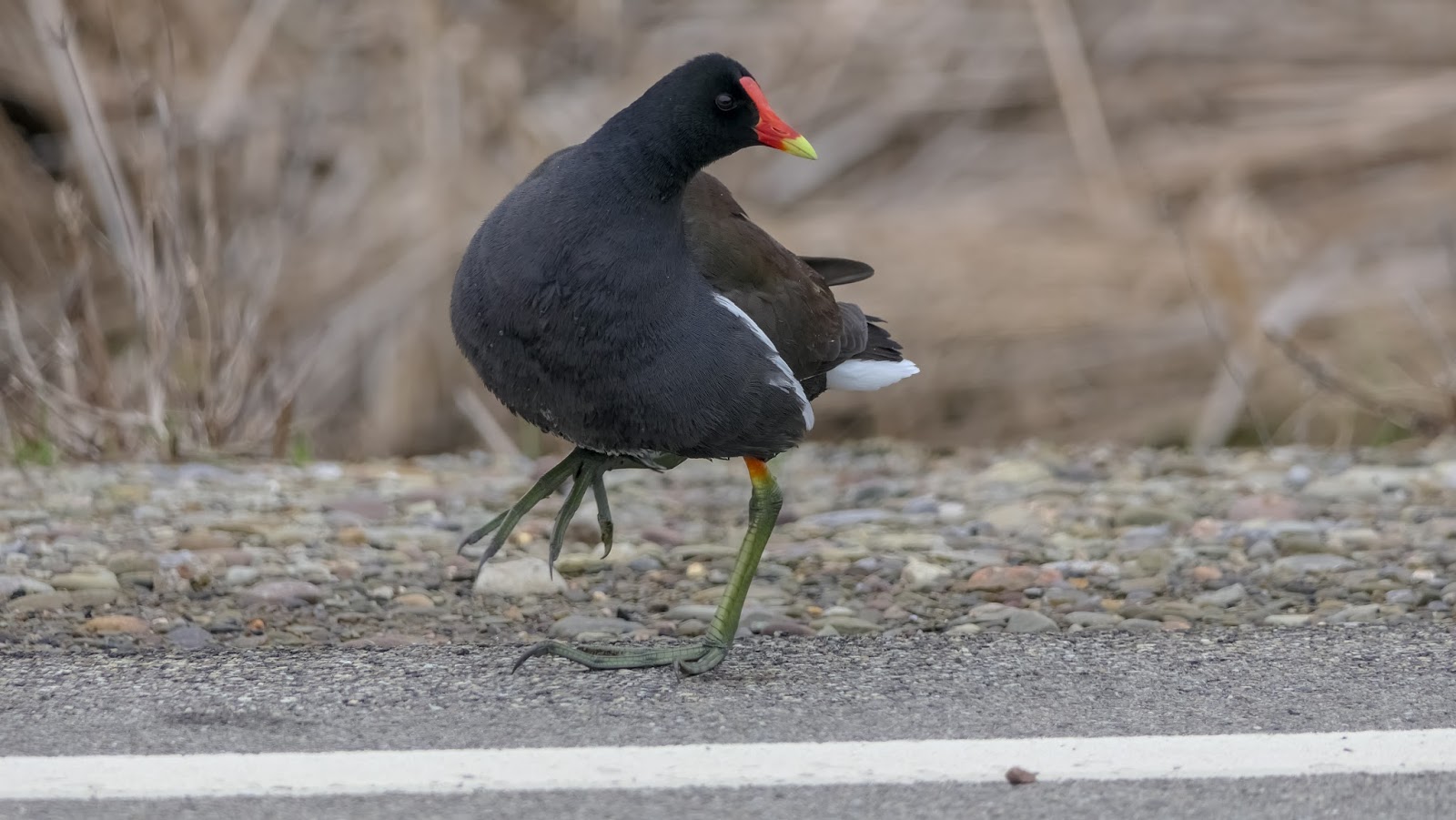 Gale's Photo and Birding Blog: Common Gallinule