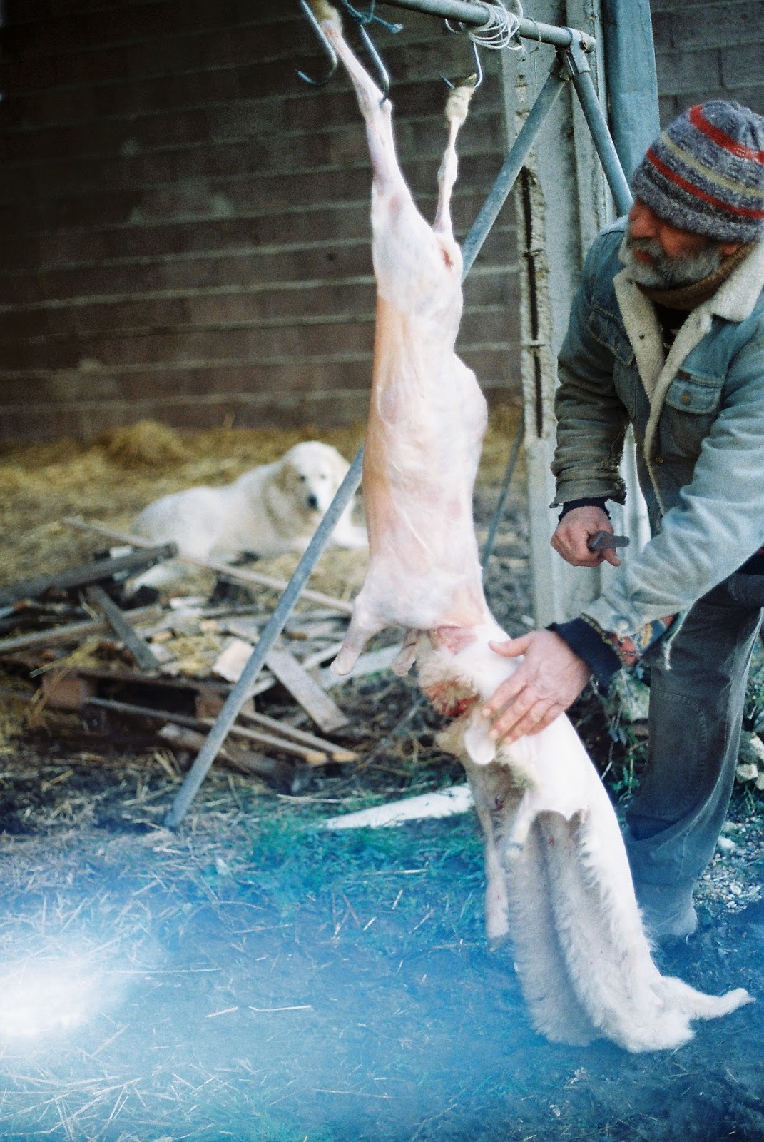 Lamb slaughter
