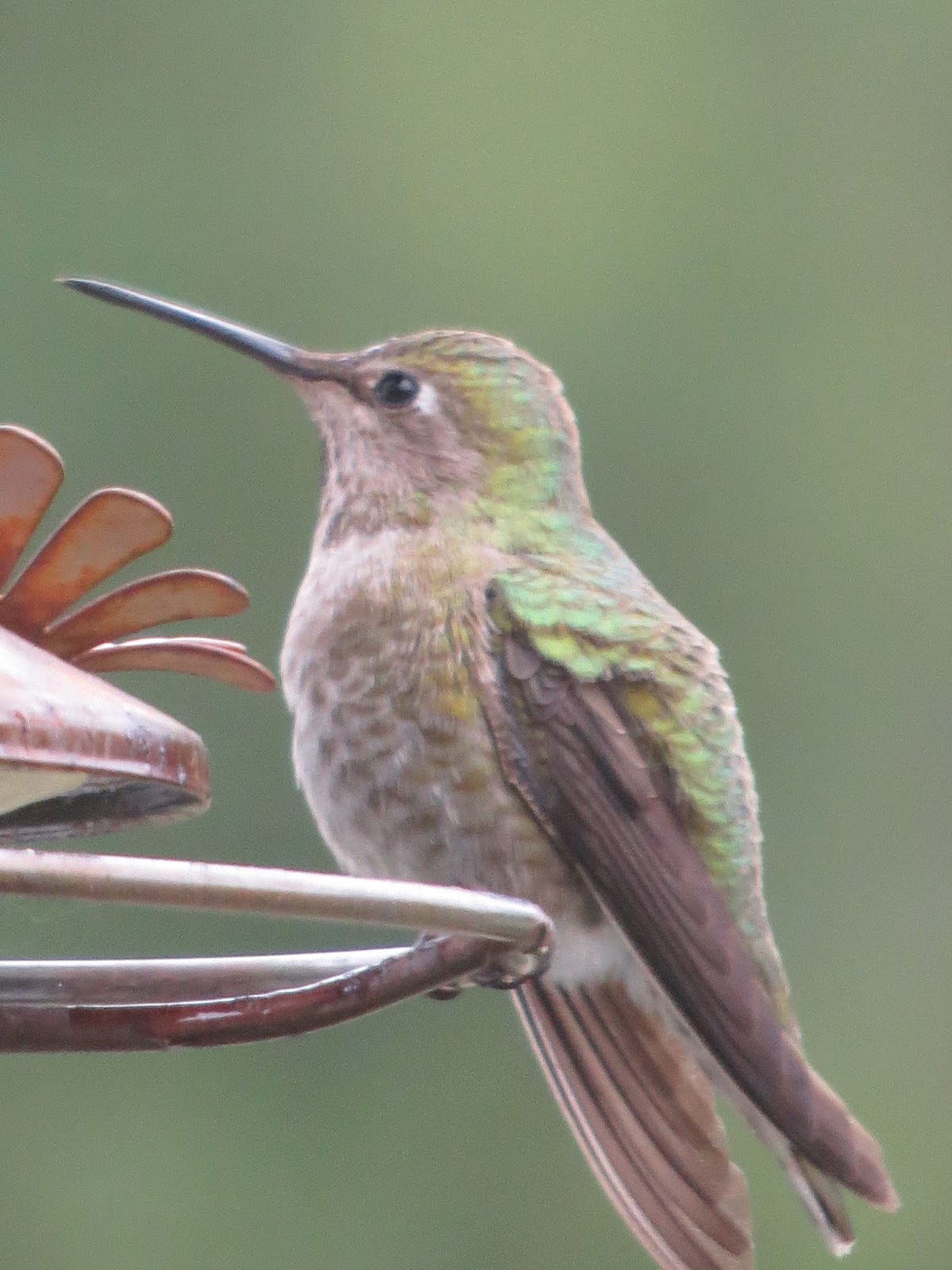 Garden Grumbles and Cross Stitch Fumbles: A Few Hummingbirds