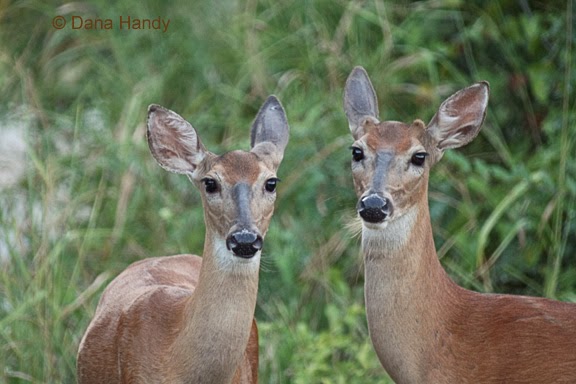 Friends of Hagerman National Wildlife Refuge: D is for Deer