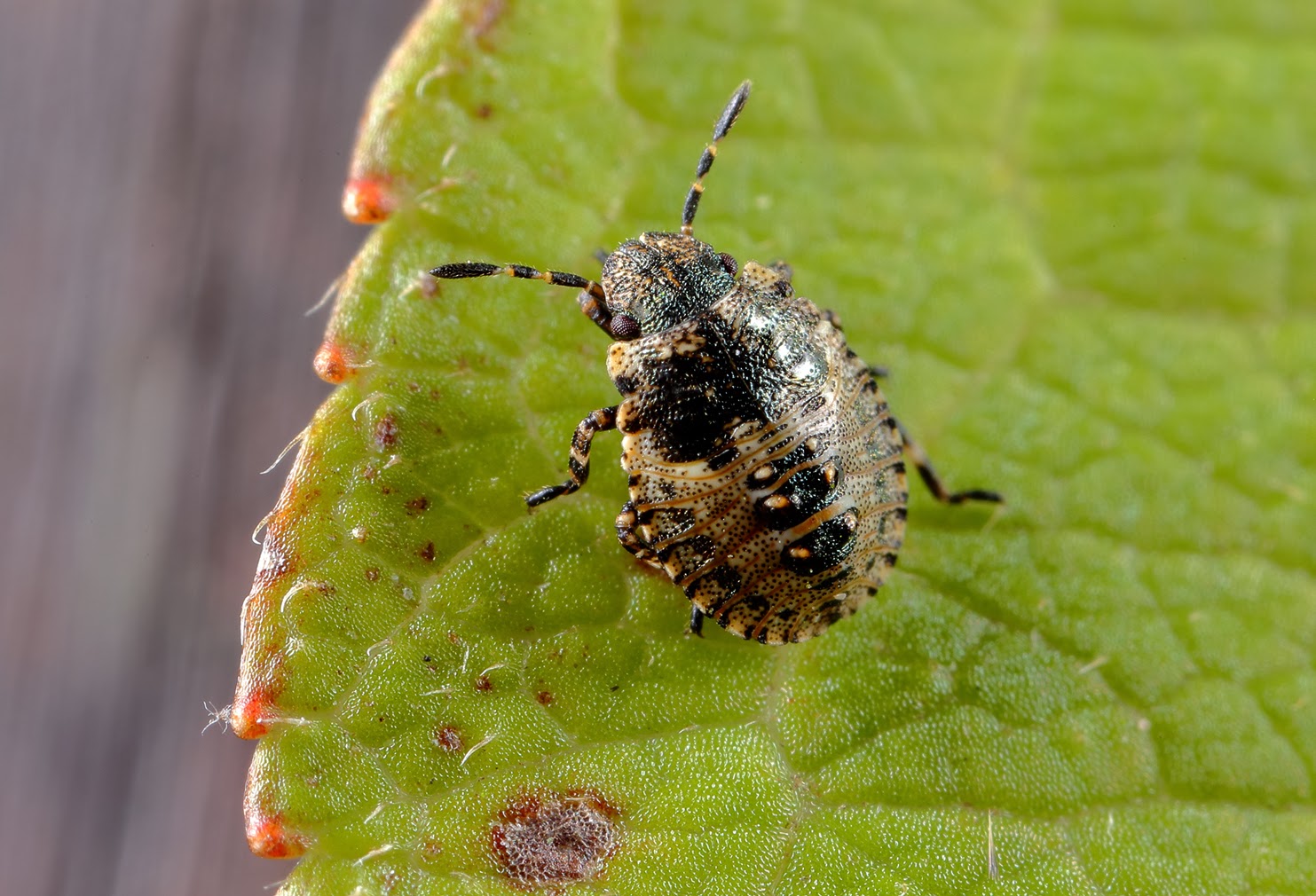 JJ's Photographic nature blog: Flapjack bugs me...