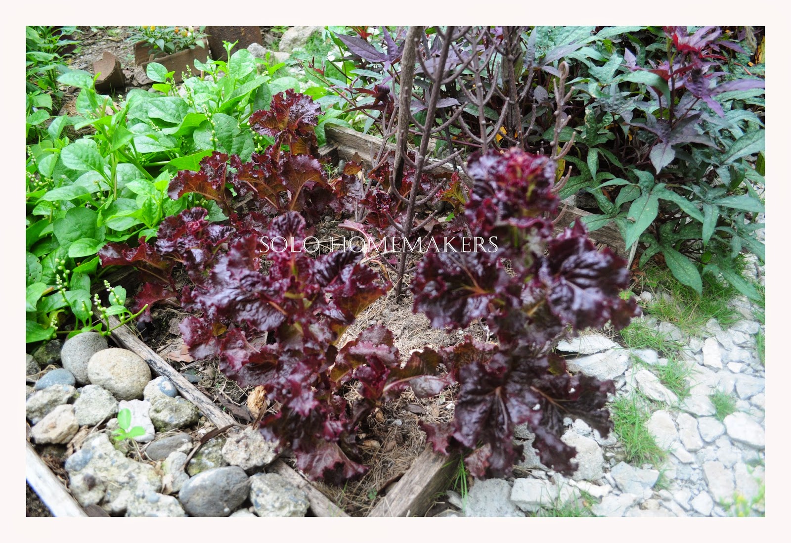 The Solo Homemakers: Garden Project 1- Growing Black Rose Lettuce