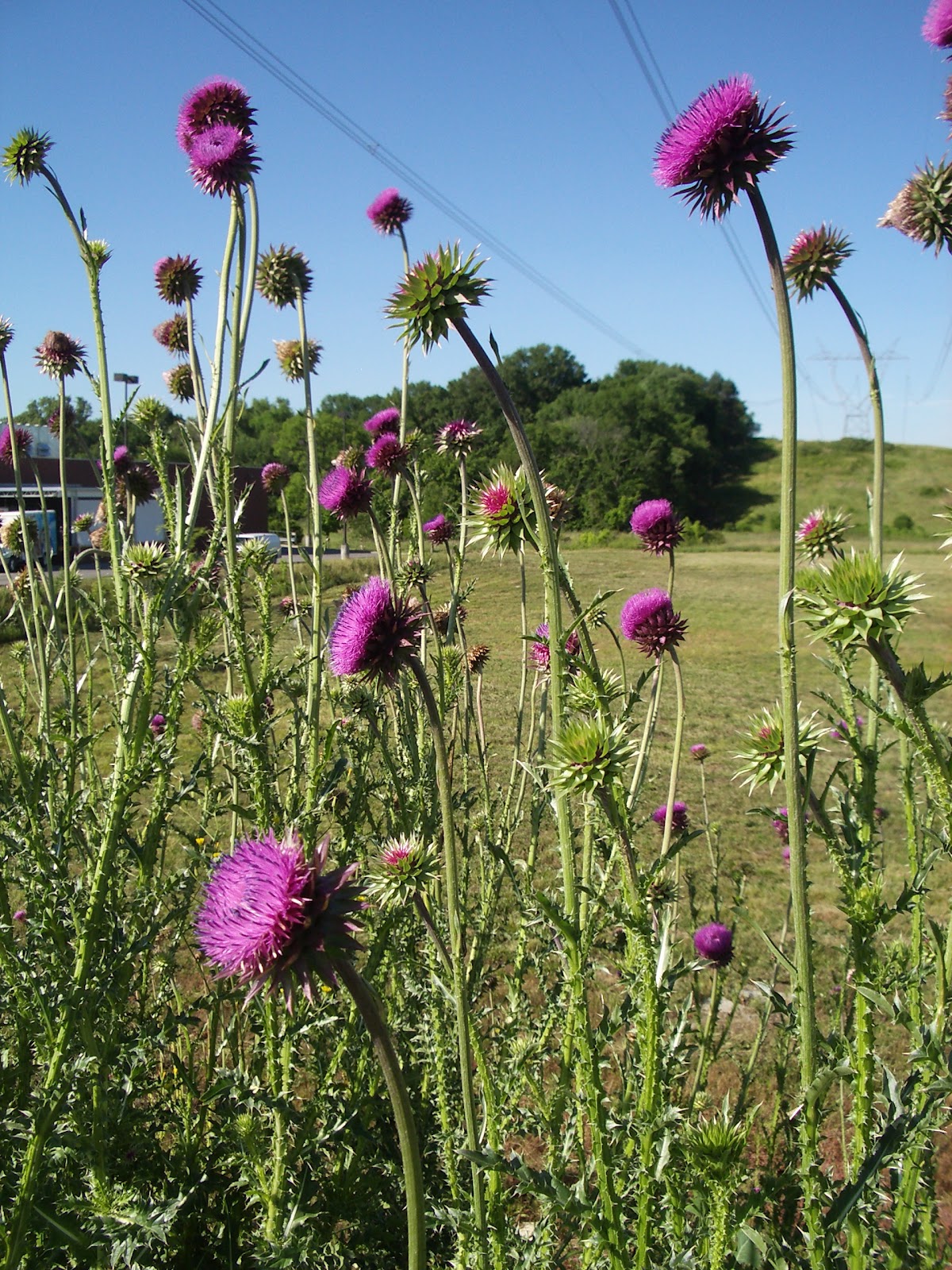 new2nashville: What They Didn't Teach Me in Thistle School