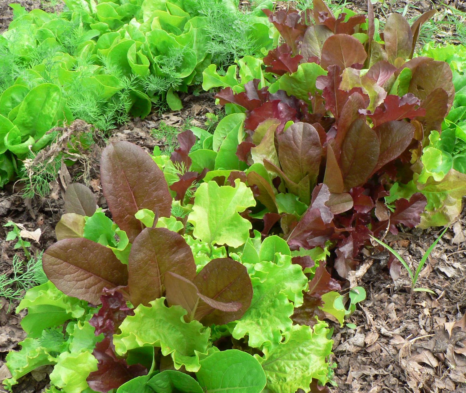 Visit My Garden: The Vegetable Garden