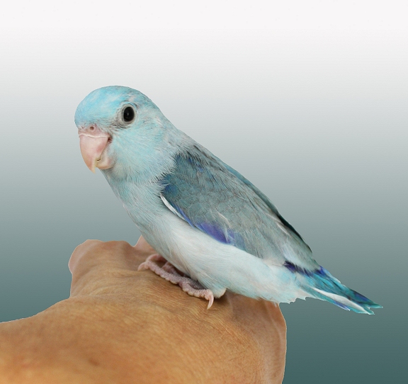 2011 | Parrotlet Babies