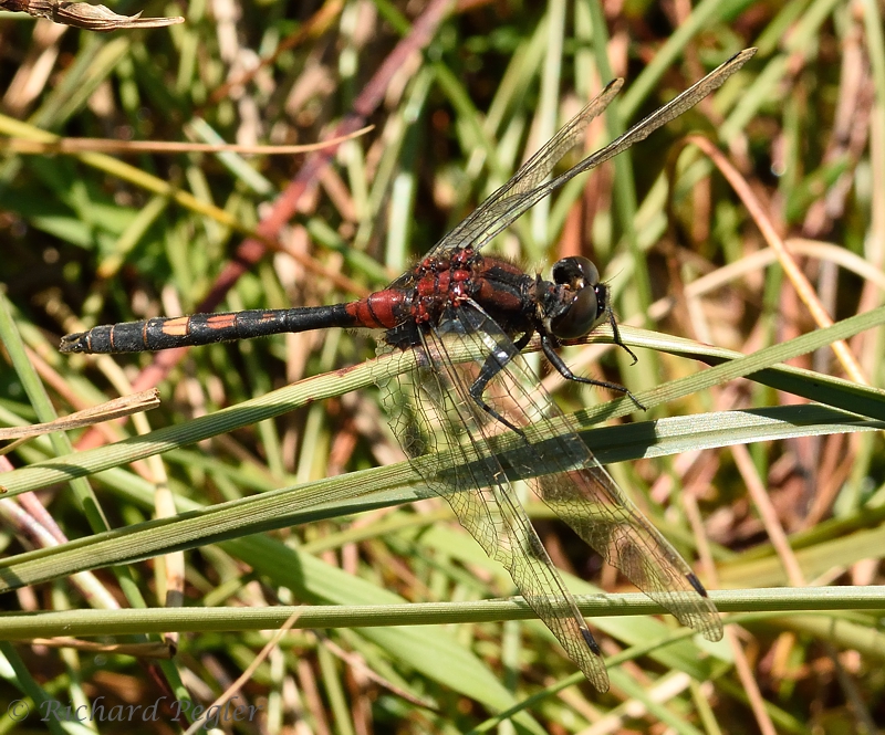 Pegler Birding: A Return to Chartley Moss - on Monday 2nd July, 2018