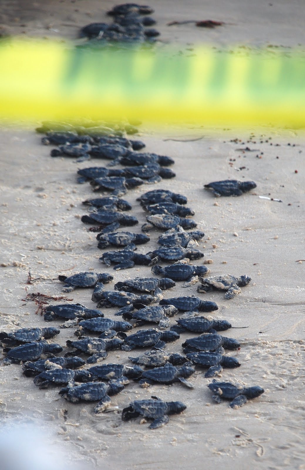 IRISH TRIPLETS: Baby Turtles Swimming Off Into the Future.