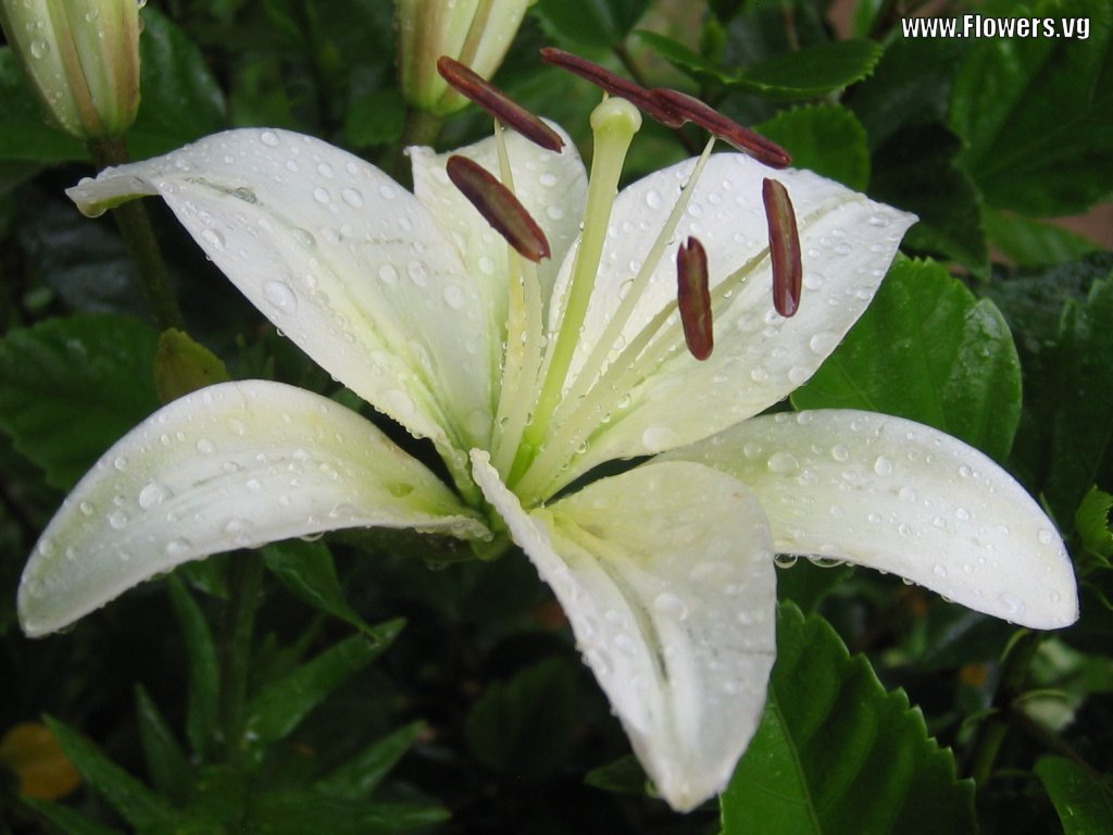 Laura Shamrock: white lily