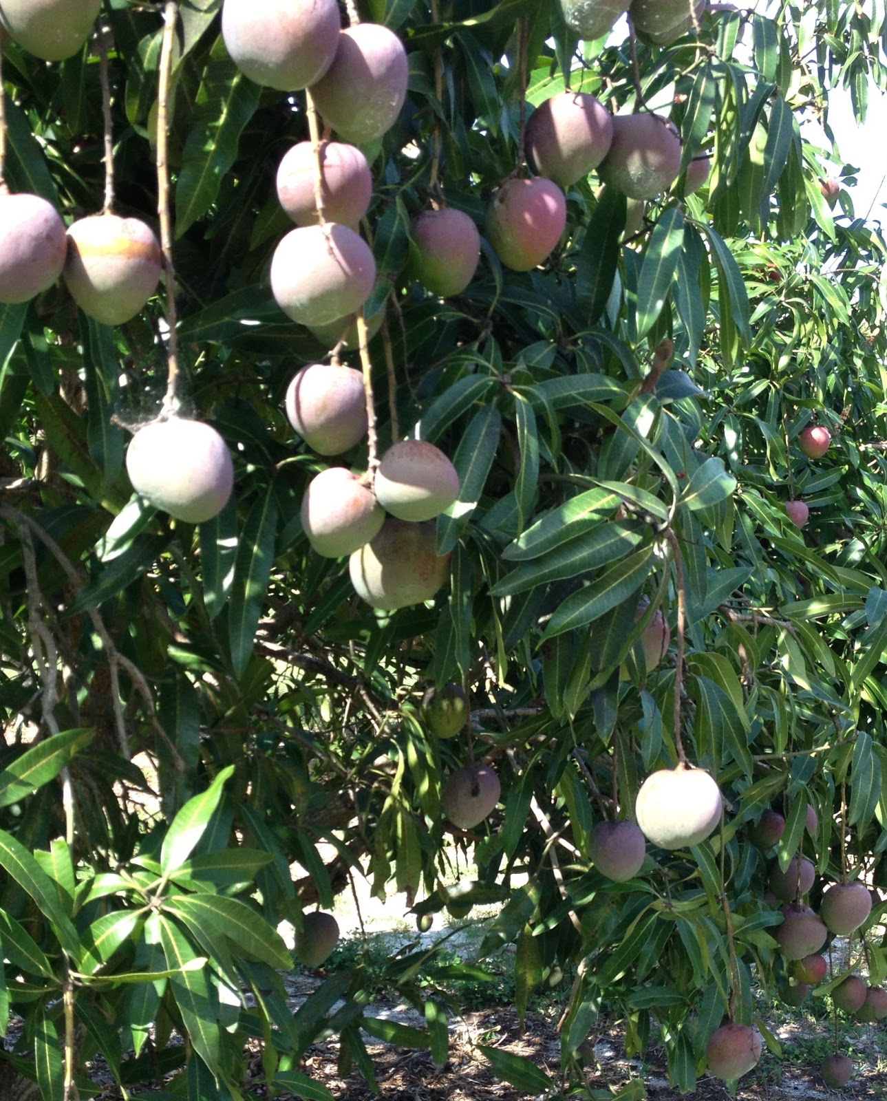 The Mango Report from Truly Tropical: Current Selection of Mangos