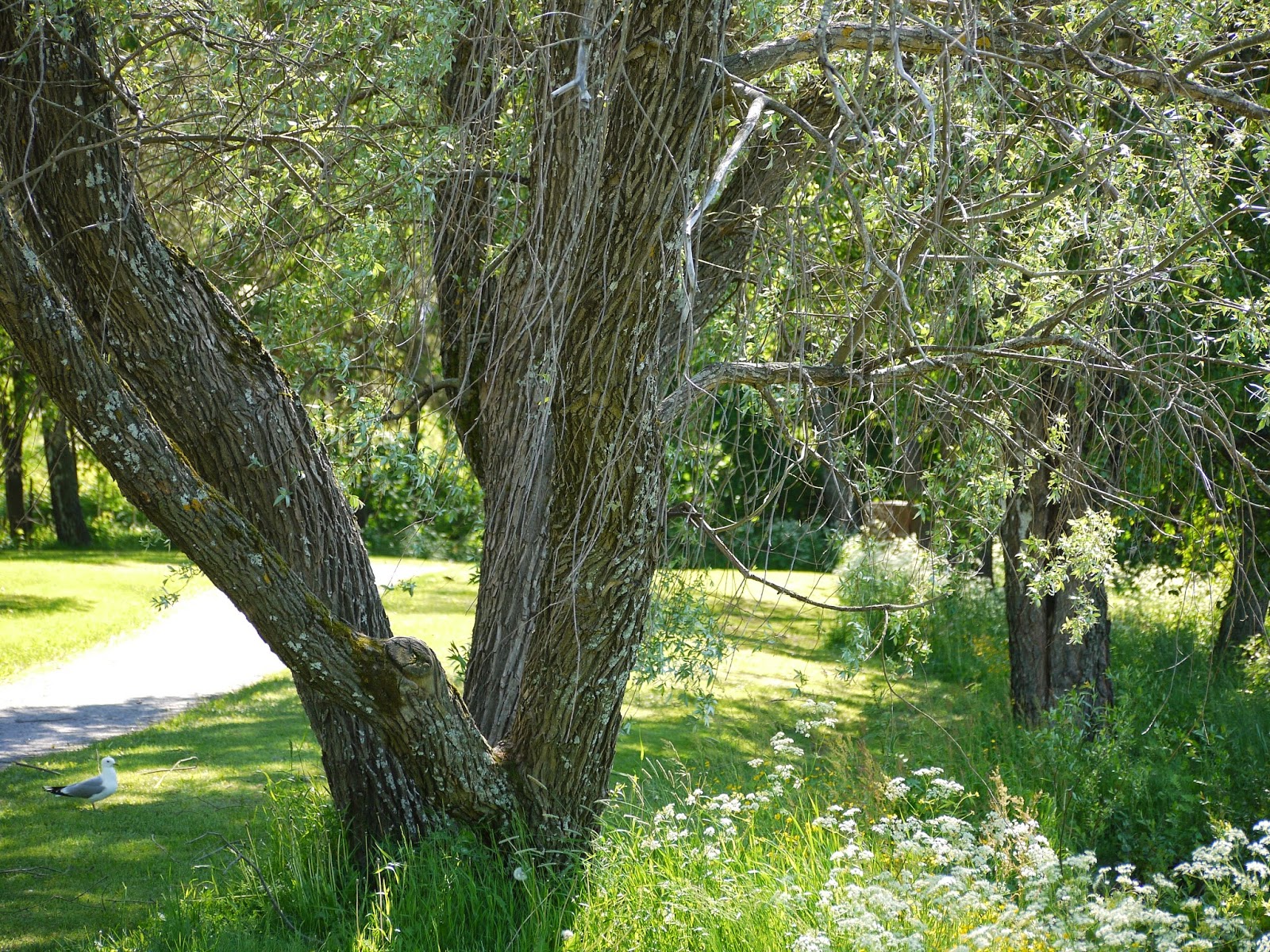 Ripsa: kesäkuuta 2014