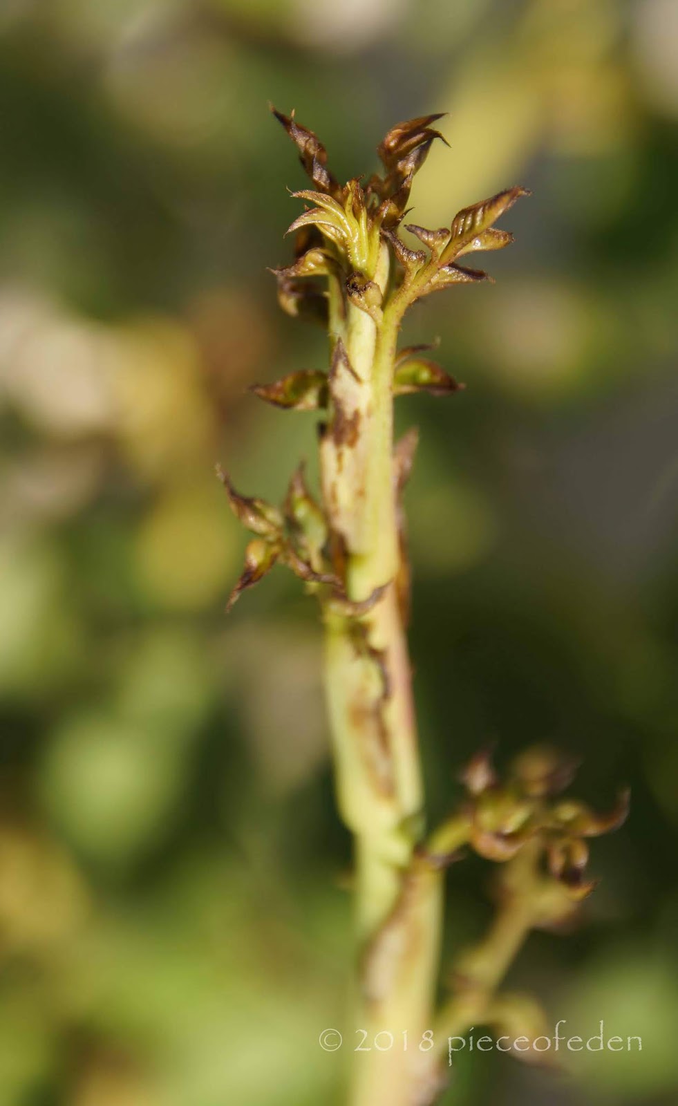 Chilli Thrips On Roses