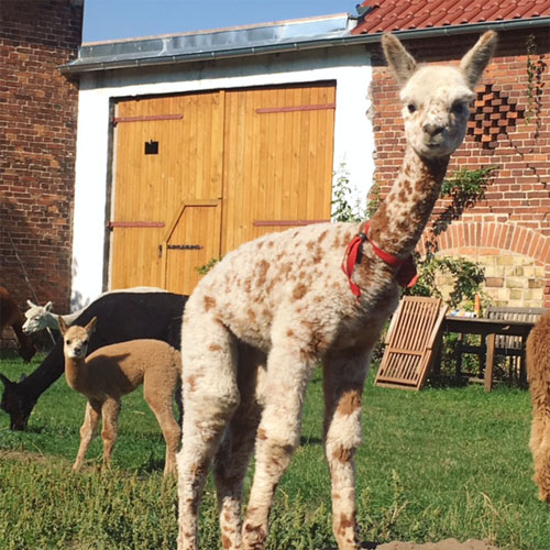 "Alpaka-Farm Nieplitzhof mit nachhaltiger Landwirtschaft und ...