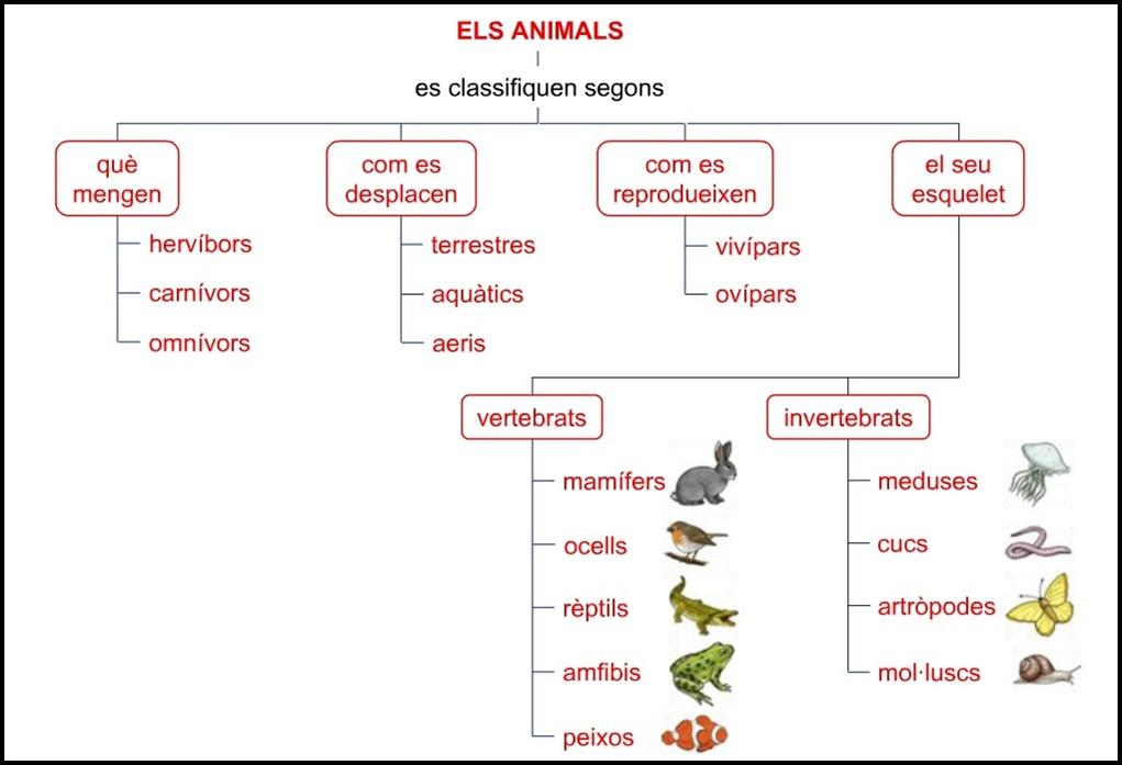 EXPLORADORS DE PRIMER: Els animals