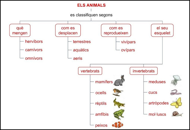 EXPLORADORS DE PRIMER: Els animals