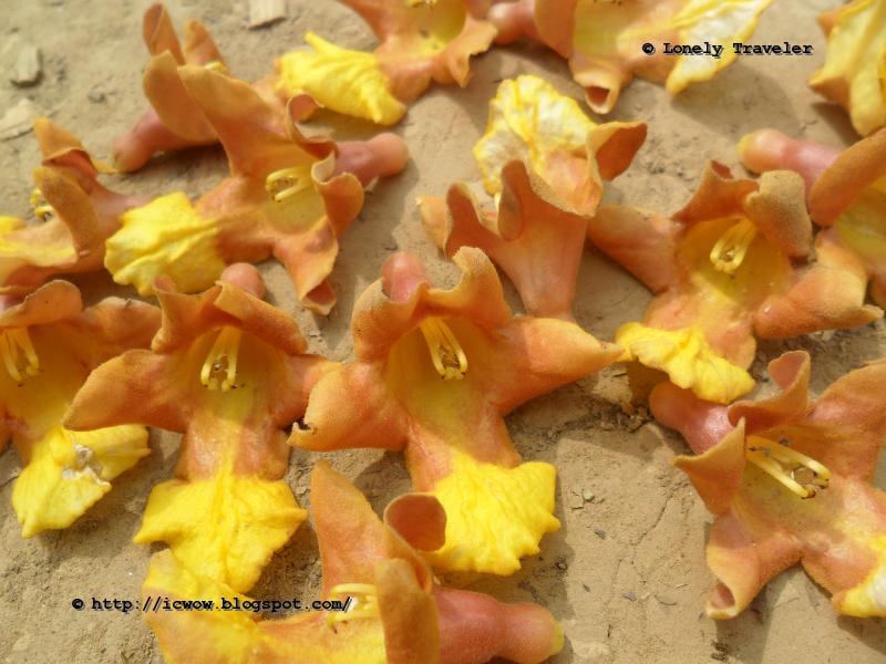 Gamar Ful(গামার ফুল) - Gmelina arborea