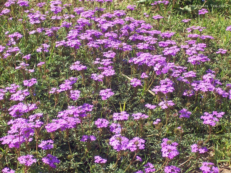 Flora Bonaerense: Verbena violácea (Glandularia tenera)