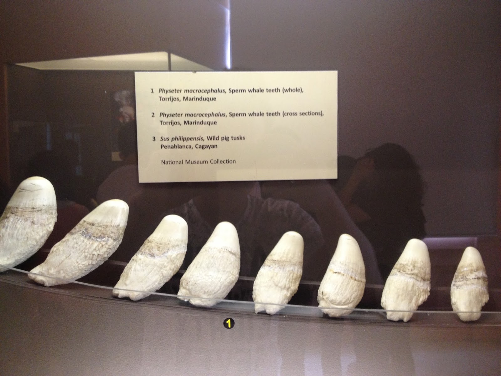 Marinduque Rising: The Marinduque Sperm Whale that's taking the ...