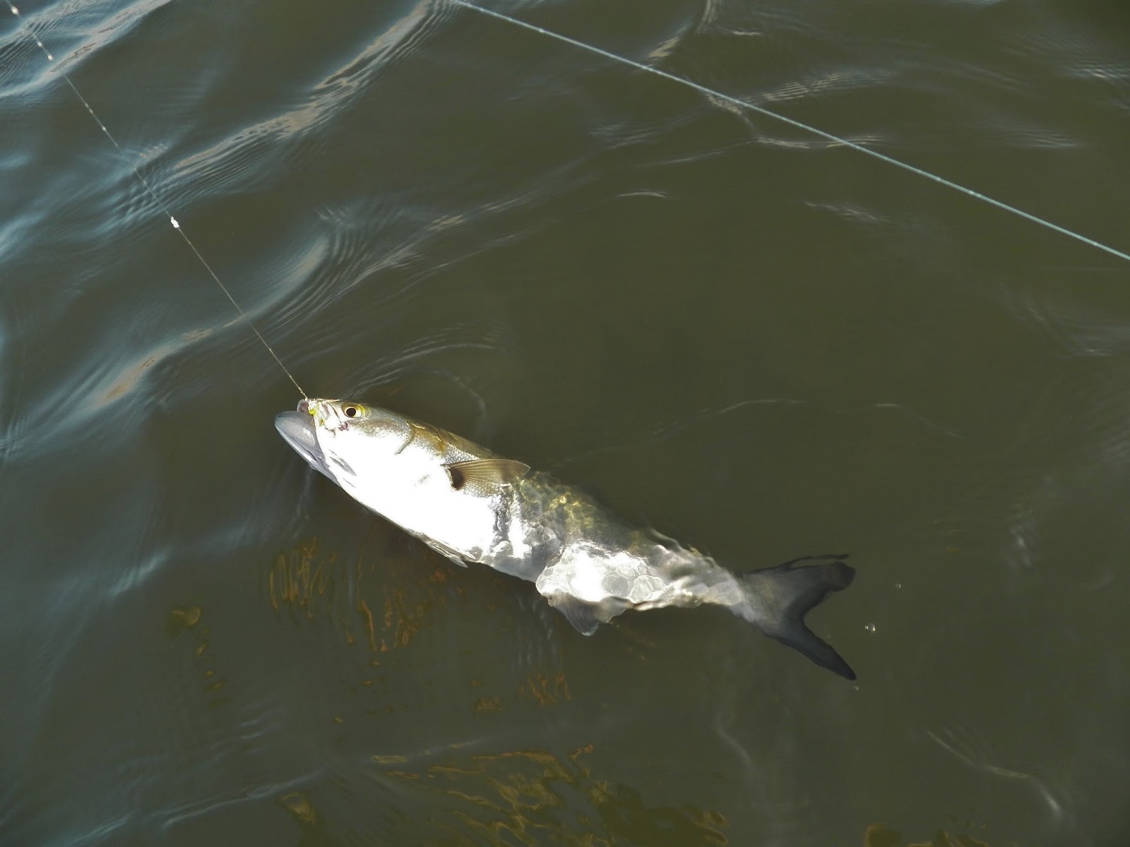 Connecticut Fly Angler: Bluefish are Awesome