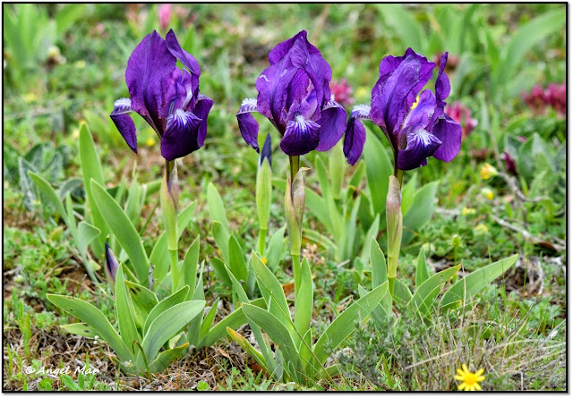 Flores y Bichos ***: Lirios silvestres / Wild lilies (Iris lutescens ...