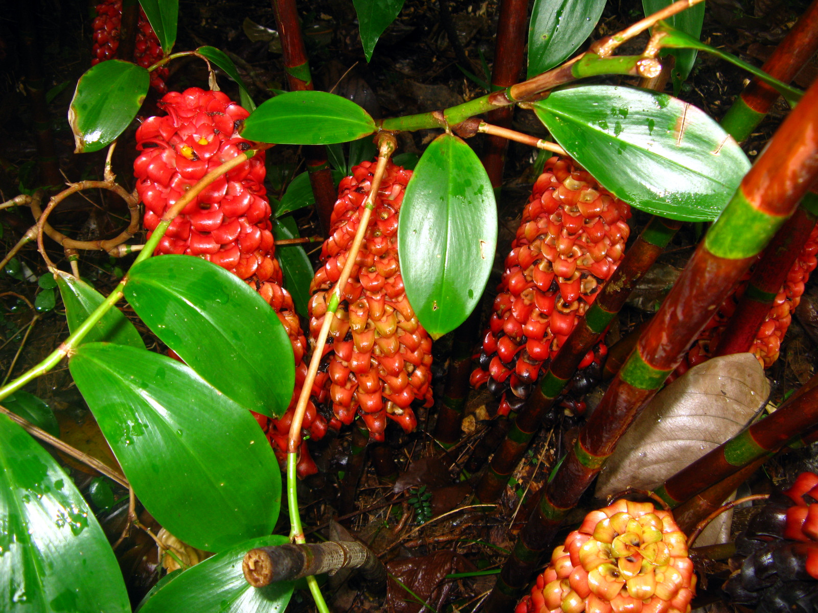 Robin's Ramblings: Botanic Gardens flowering