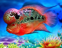 IKAN LAGA: Gambar Ikan Louhan Termahal Dan Tercantik