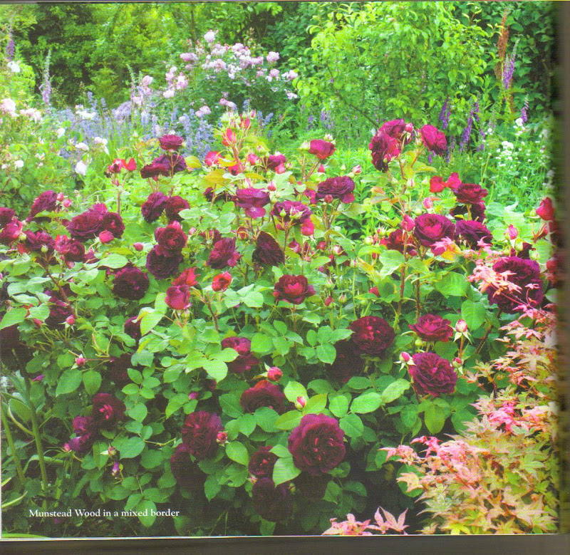 Samplings from Spring Creek: David Austin Roses